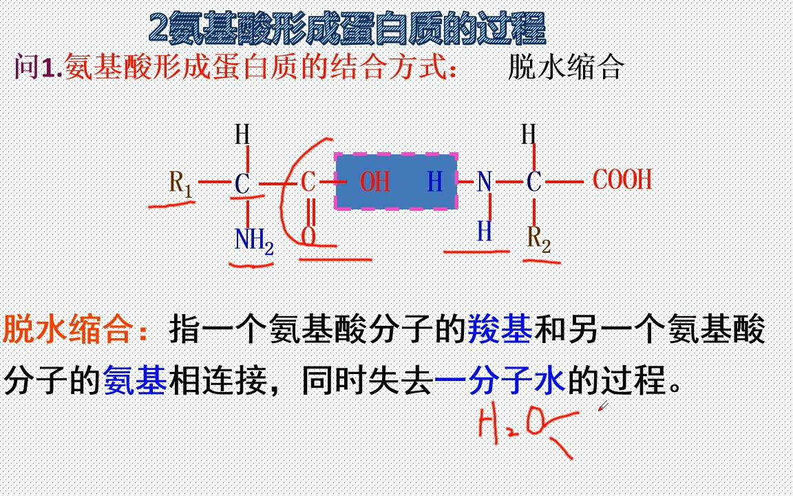 氨基酸的脱水缩合及计算(一)