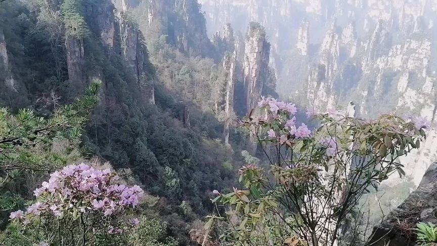 杜鹃花开张家界#山水之间任逍遥 #云游张家界 #带你看风景