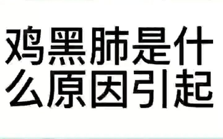 鸡病肺发黑是什么原因 肉鸡黑肺怎么引起的 鸡的什么病能使肺变黑 鸡...