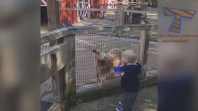 动物园,从来没听过羊叫的宝宝,听见羊叫懵了