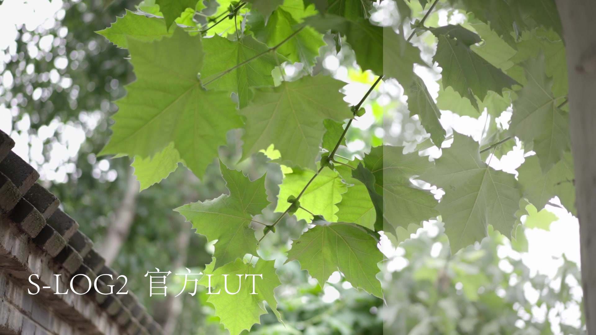 SONY A7M3 s-log2 s-LOG3 HLG2 HLG3对比