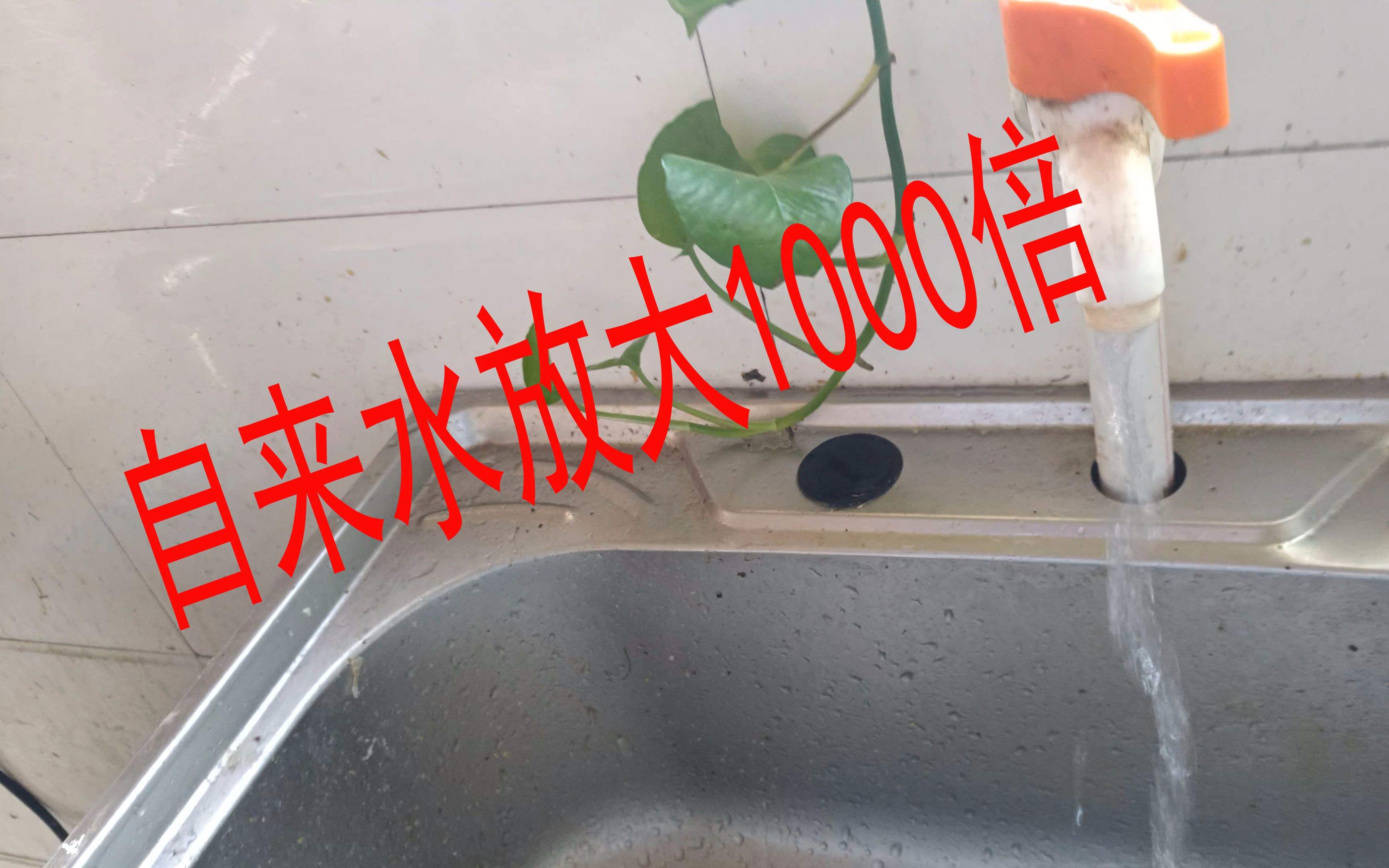家里的自来水放到显微镜下放大1000倍,看看里面的微生物有多少