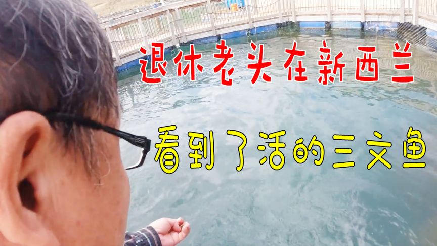 退休老头在新西兰库克国家公园看到了活的三文鱼,并认为不好吃。