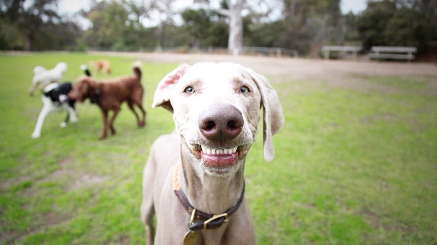 遛狗时候狗总是冲别的狗叫怎么办?看这个教你把他改变有教养的狗