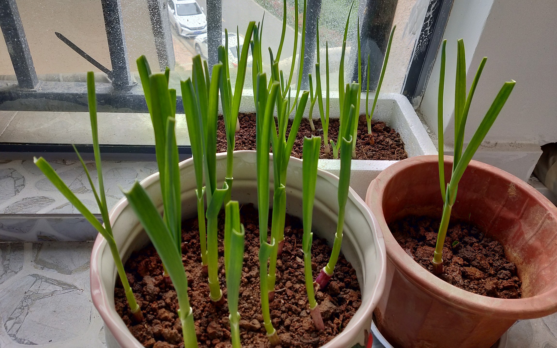 阳台种植葱苗+蒜苗14天成长记录