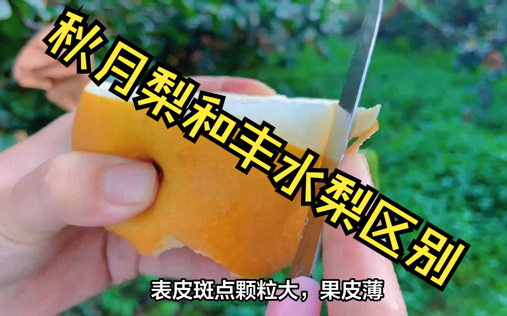 秋月梨和丰水梨区别