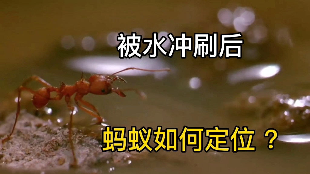 #动物世界#微观蚂蚁如何定位