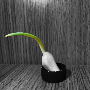 夜盏秋枫 