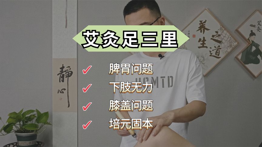 足三里艾灸实操:善调一切脾胃问题,养生长寿大穴,气血亏虚主穴