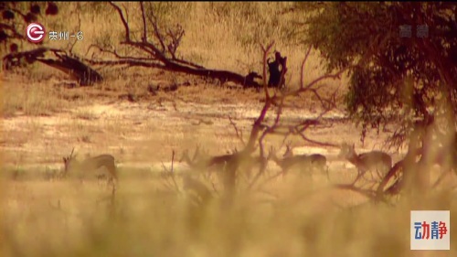 这里看起来一片荒芜,似乎空无一物,但却生活着南非羚羊群,那是猎豹最...