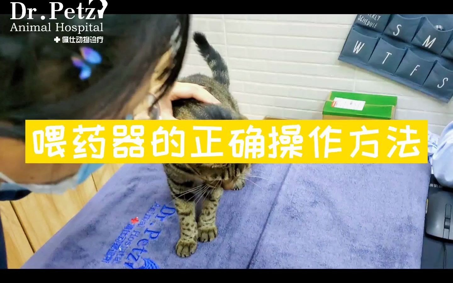 使用喂药器给猫咪喂药的正确示范