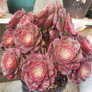 韩姐的屋顶多肉 