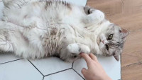 猫最敏感的部位你知道是哪里?触摸了会被咬