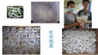 饲养和观察蚕的发育