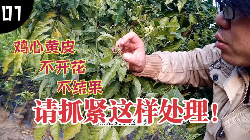 广西鸡心黄皮种植管理过程中,这些细节都会造成大小年、隔年挂果