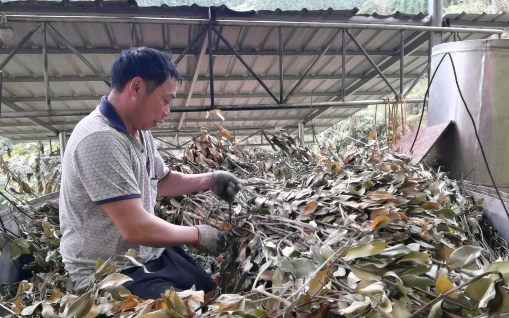 实拍广西那坡农村熬八角油过程,八角是广西那坡农村主要经济来源之...