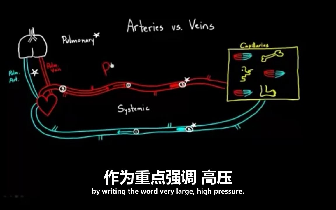 循环系统第七弹|动脉与静脉的区别