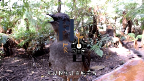可以模仿几百种声音,动物界的口技大师,却是个最强骗炮王?
