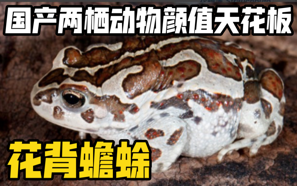 最好看的国产两栖类之一花背蟾蜍详细介绍