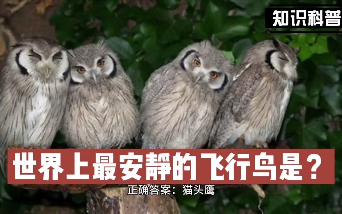 世界上最安静的飞行鸟是?