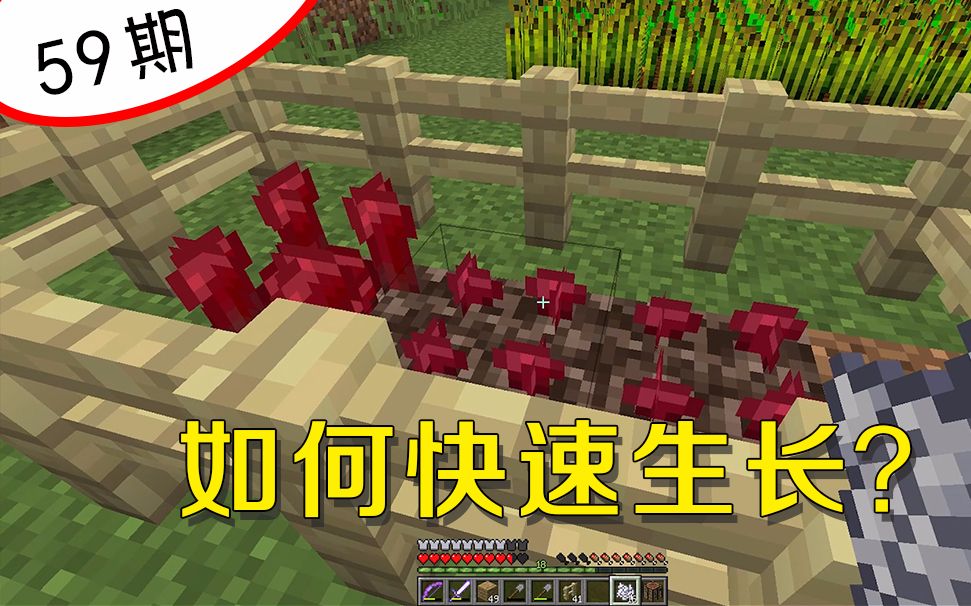 我的世界阿阳59:仅有的三株地狱疣如何快速生长?我愁白了头!