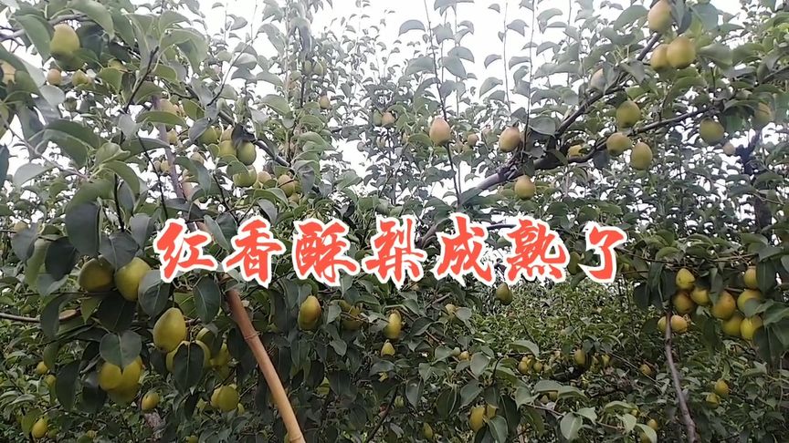 我家的梨子成熟了,欢迎大家品尝