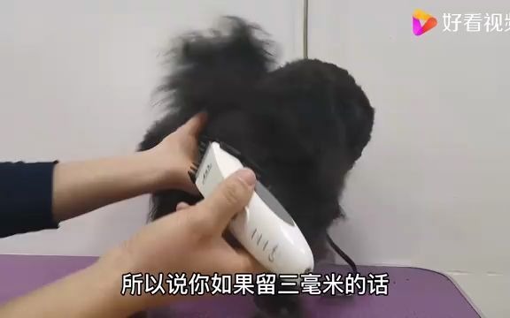 宠物美容师教你小电推带卡尺剃腿毛,掌握这一招,邋遢狗变帅哥!