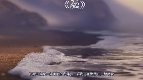 一部暖心治愈系动画《鹬》,皮克斯耗时三年的经典之作,太萌了!