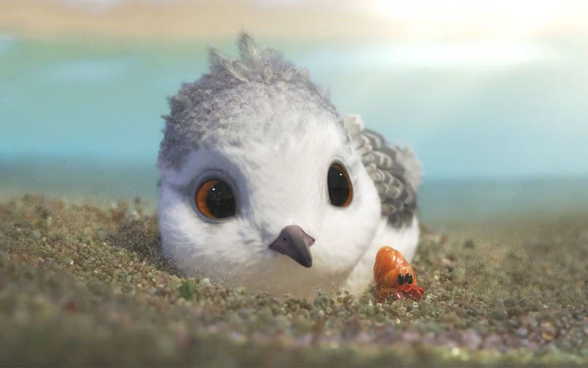 2017奥斯卡最佳治愈动画短片《鹬》,萌娃成长记