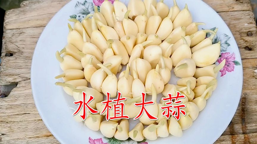 大蒜苗不用花钱买,教你不用土和肥料种蒜苗,种一次可以食用一冬
