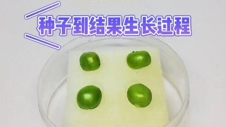 豌豆从种子到结果生长过程
