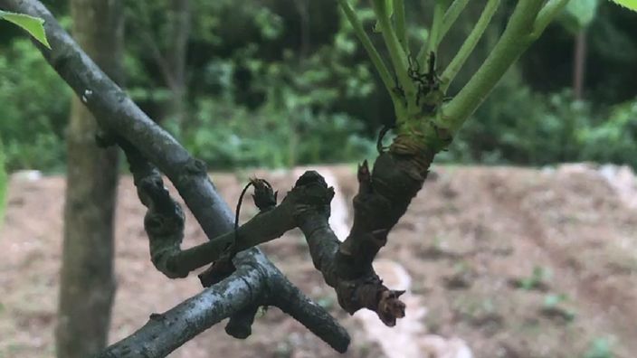 梨子花还没谢调,梨子都有指头大小了,六月底七月初成熟