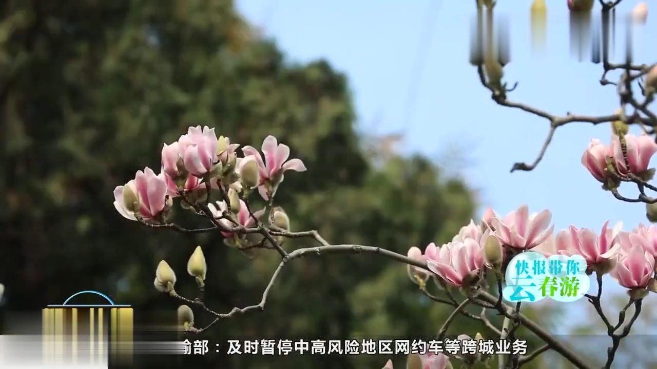汉中:400多岁的古旱莲花开花
