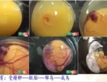 7.1.4鸟的生殖和发育(微课7'18'')
