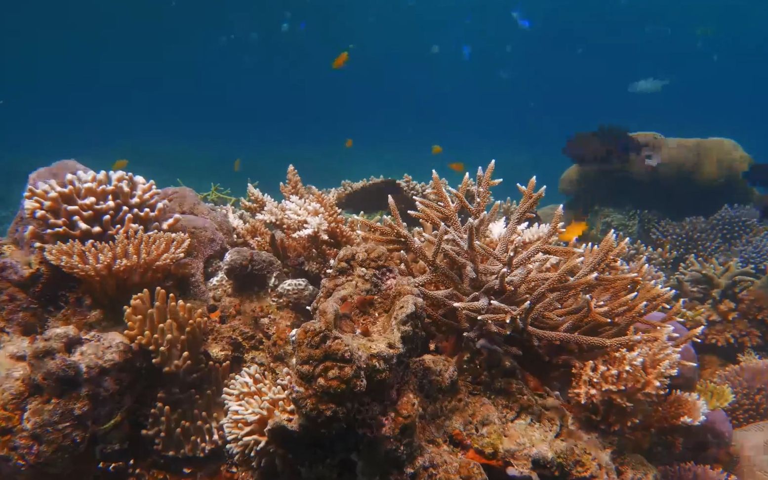 e730 唯美梦幻可爱卡通海底世界水族馆海洋馆金鱼鲨鱼鲸鱼海龟游动...