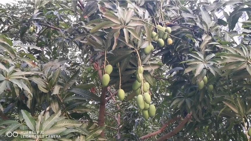 南方的芒果树,请北方的朋友欣赏…