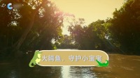 动物宝宝成长记 第6集 大鳄鱼,守护小宝宝