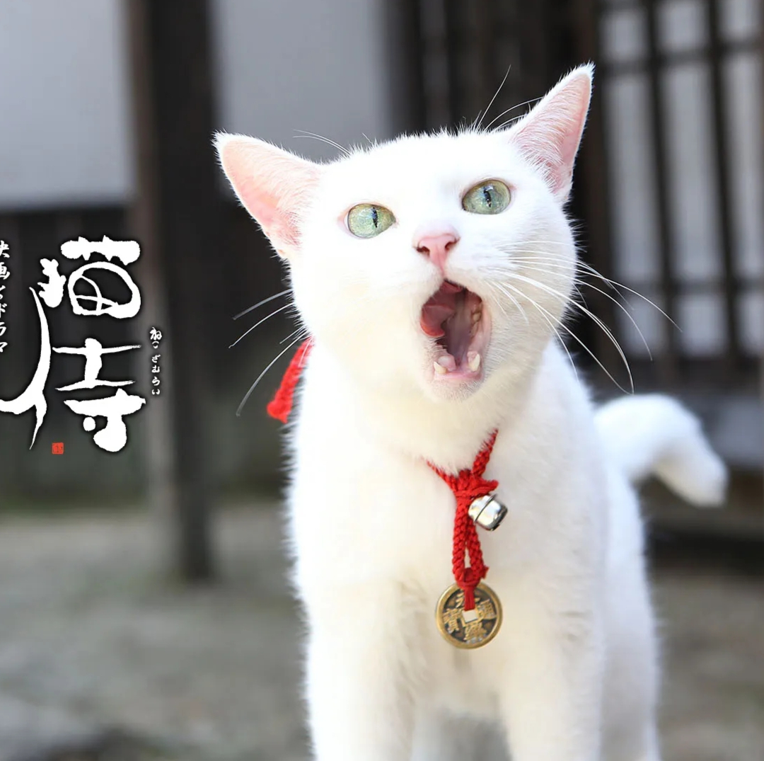 猫侍c 
