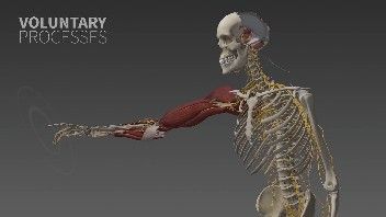 【3D演示】人体神经系统的功能