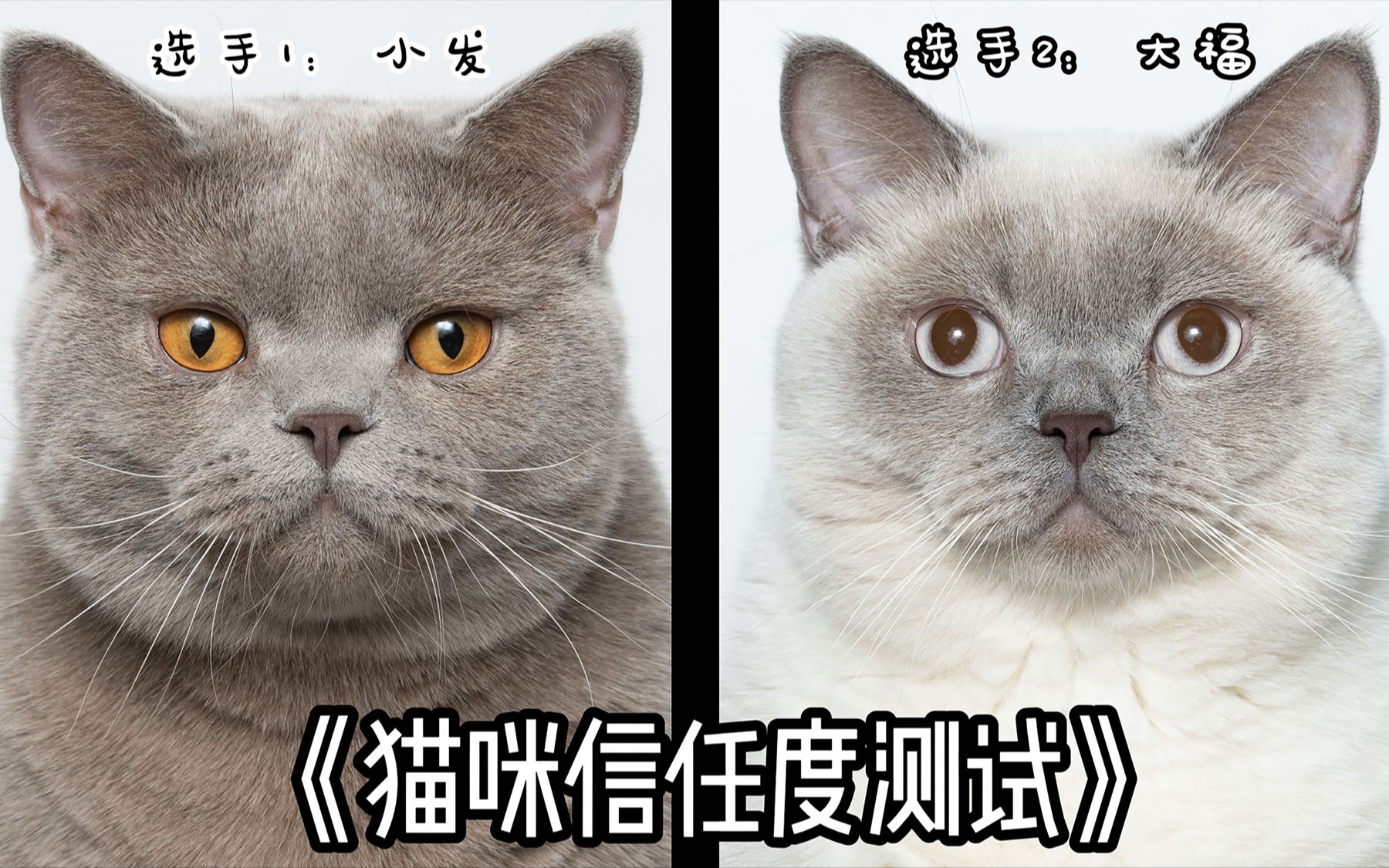 《猫咪信任度测试》——你也可以试试!