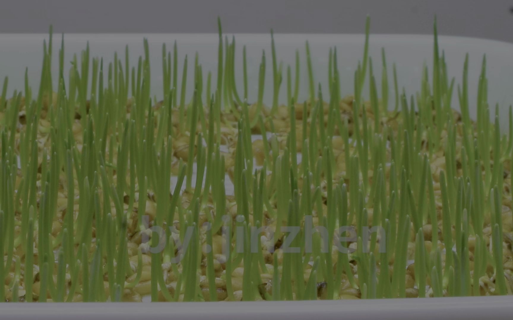 小麦生长过程,晃头干啥呢?植物生长延时摄影HDR,正片P1,拍摄花絮见P2