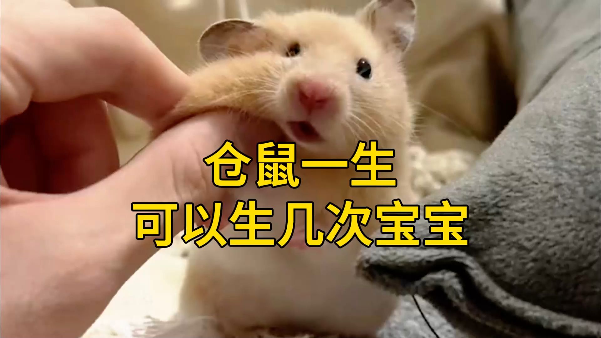 仓鼠一生可以生几次宝宝?