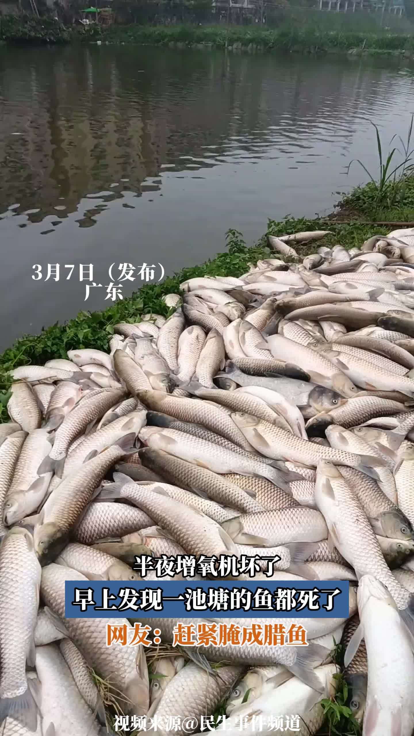 半夜增氧机坏了,早上发现一池塘的鱼都死了