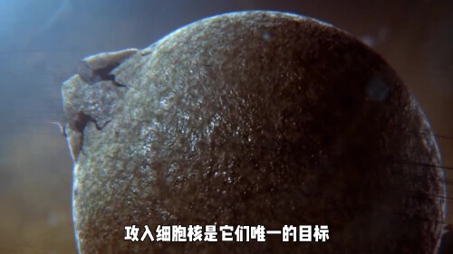 人体抵御病毒全过程,画面堪比科幻大片,原来体内细胞都在拼命