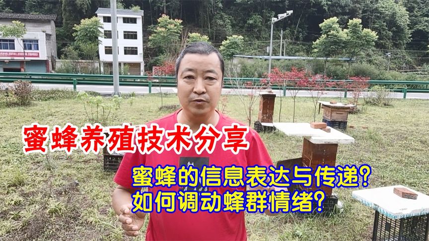蜜蜂如何进行信息表达与传递?利用蜜蜂特征,如何调动蜂群情绪?