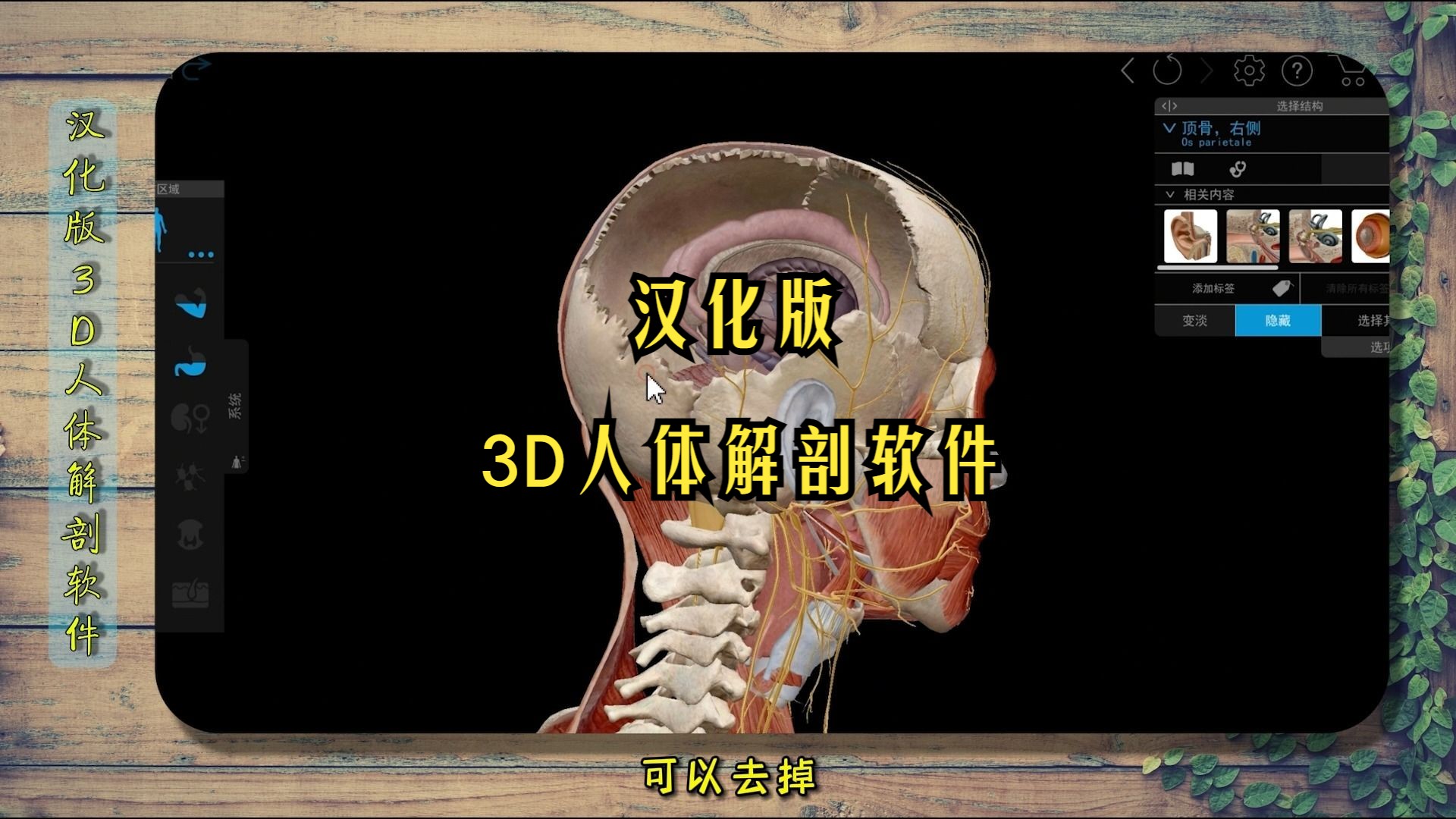 汉化版3D人体解剖软件推介-电脑使用