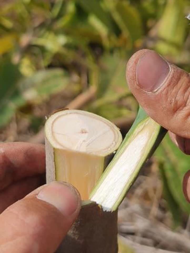 小哥今天这个是嫁接的芒果树,不对皮不对木,还告诉大家嫁接刀那里来...