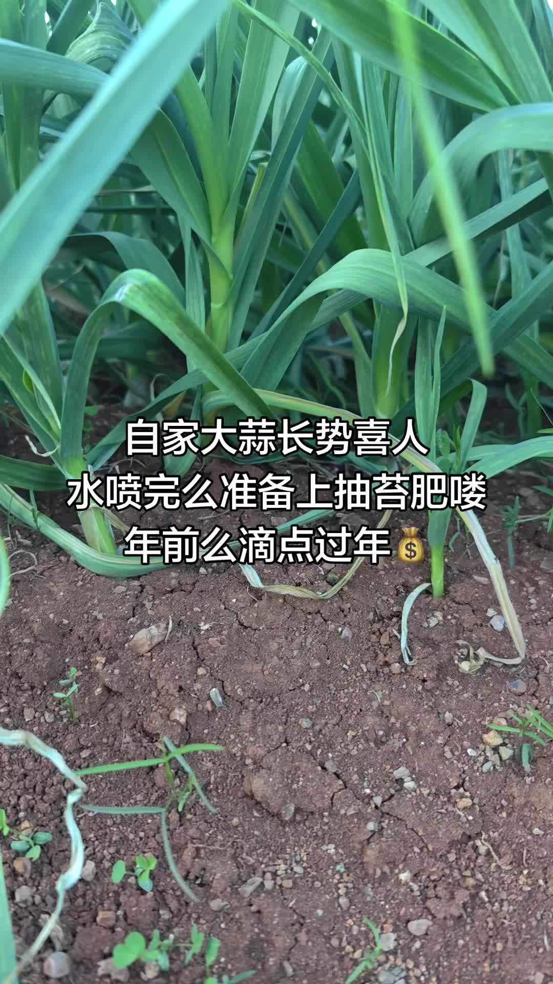 宾居奇丰八张碓正在给自家大蒜喷水ߒ�ߒ�ߒ�一直在种蒜的路上...