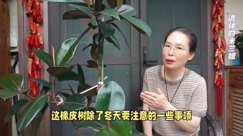 橡皮树的养殖方法和注意事项:养护要点全面梳理