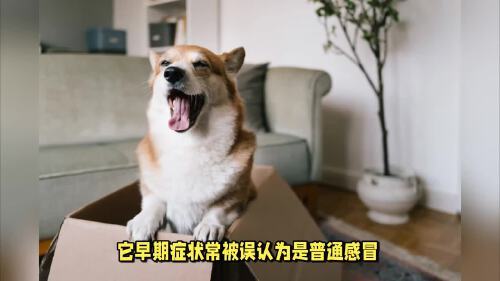 狗狗犬瘟热的症状有哪些?从咳嗽到抽搐:这些细节千万别忽略